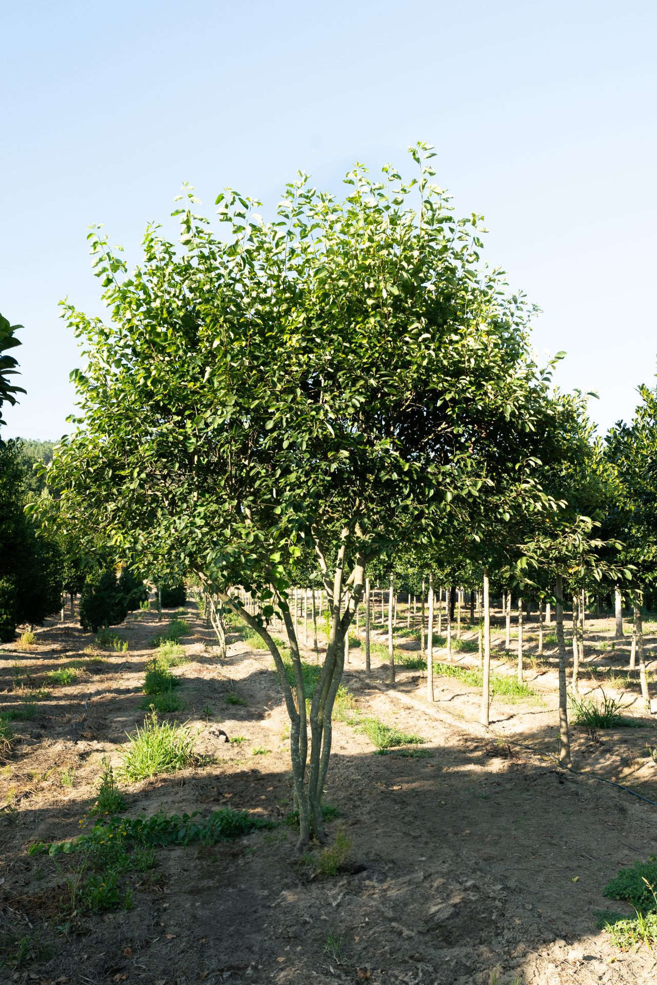 Amelanchier lamarckii - Diaplant